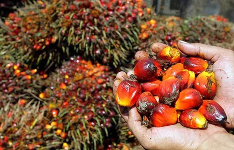 Buah Sawit - Brondolan per 2 kg | Lazada Indonesia