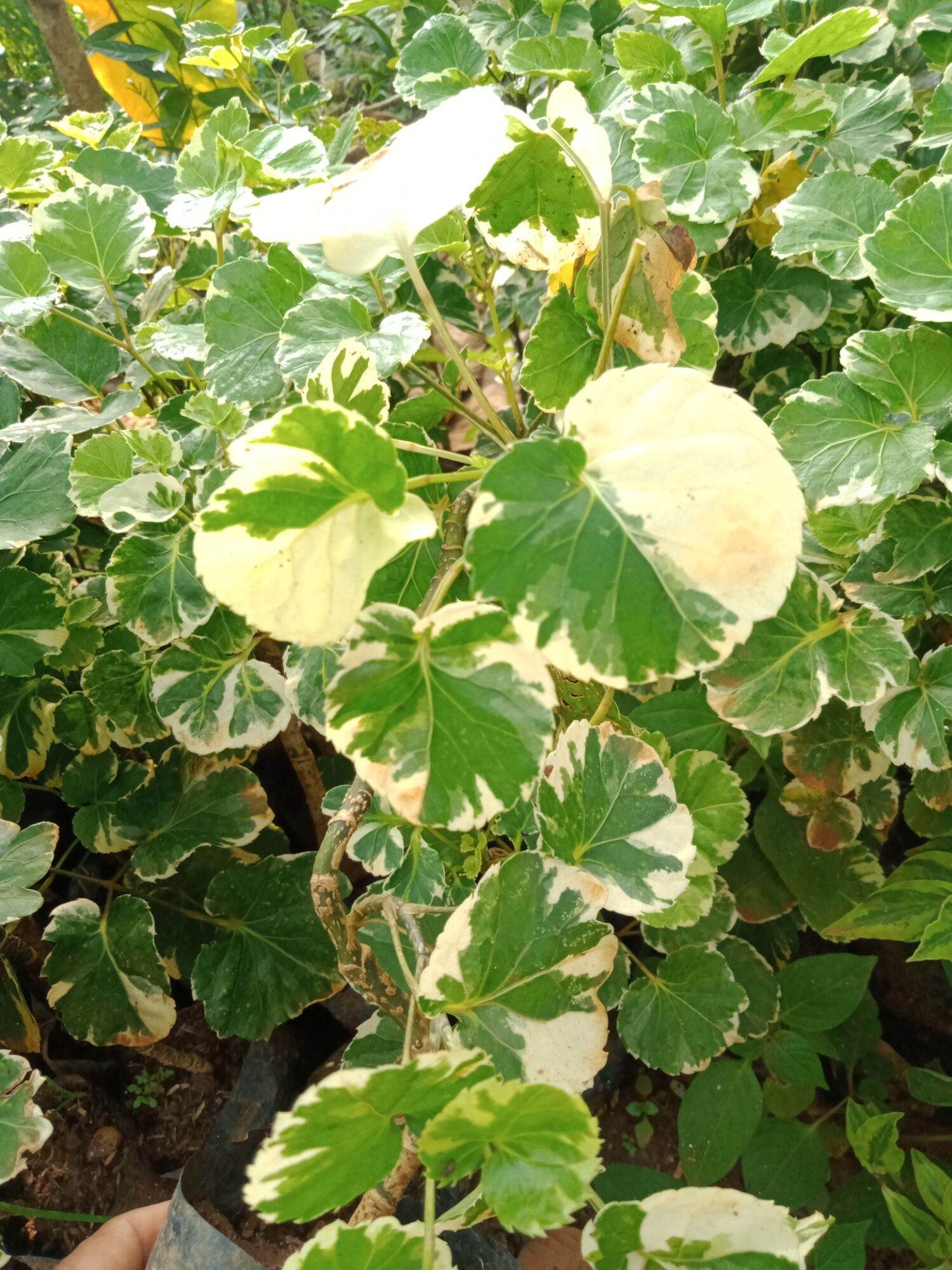 pohon mangkokan varigata | Lazada Indonesia