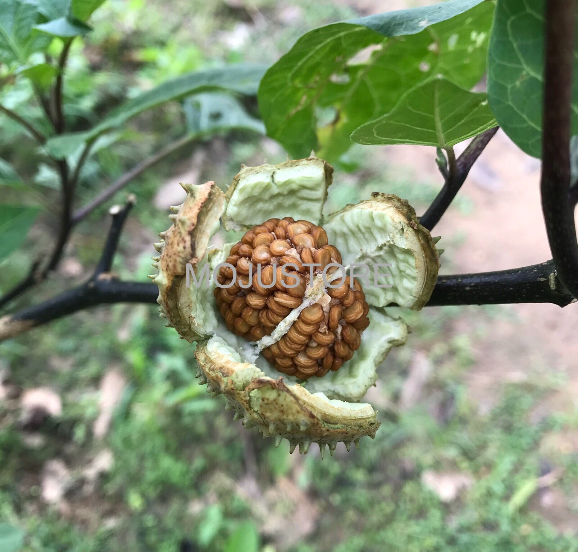100 biji buah kecubung asli - Kualitas No.1 - Pakan burung atau Obat ... 100 biji buah kecubung asli - Kualitas No.1 - Pakan burung atau Obat ...