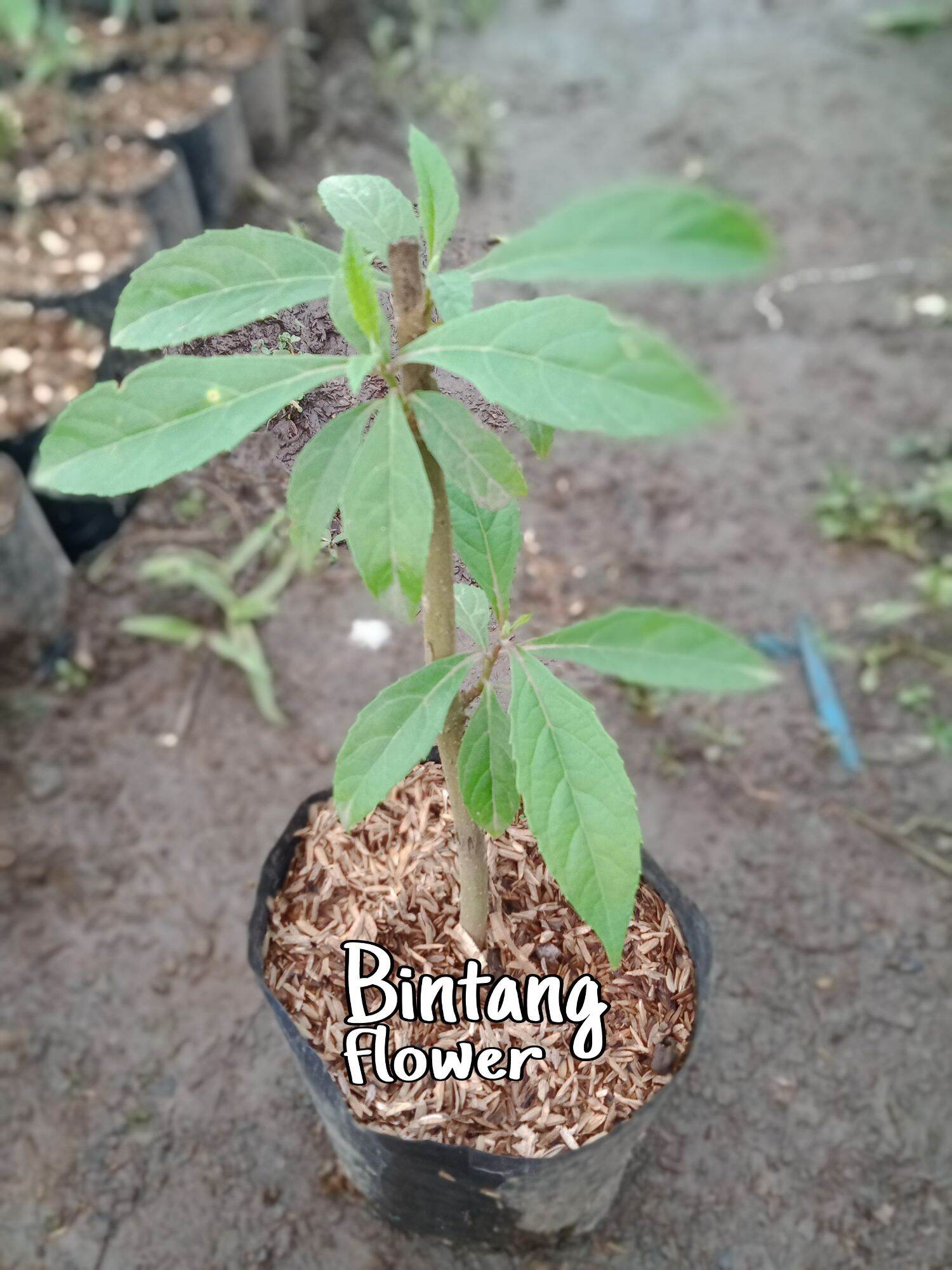 tanaman herbal senggugu | Lazada Indonesia