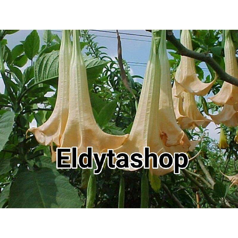 Bunga kecubung asli pilihan per 1biji | Lazada Indonesia