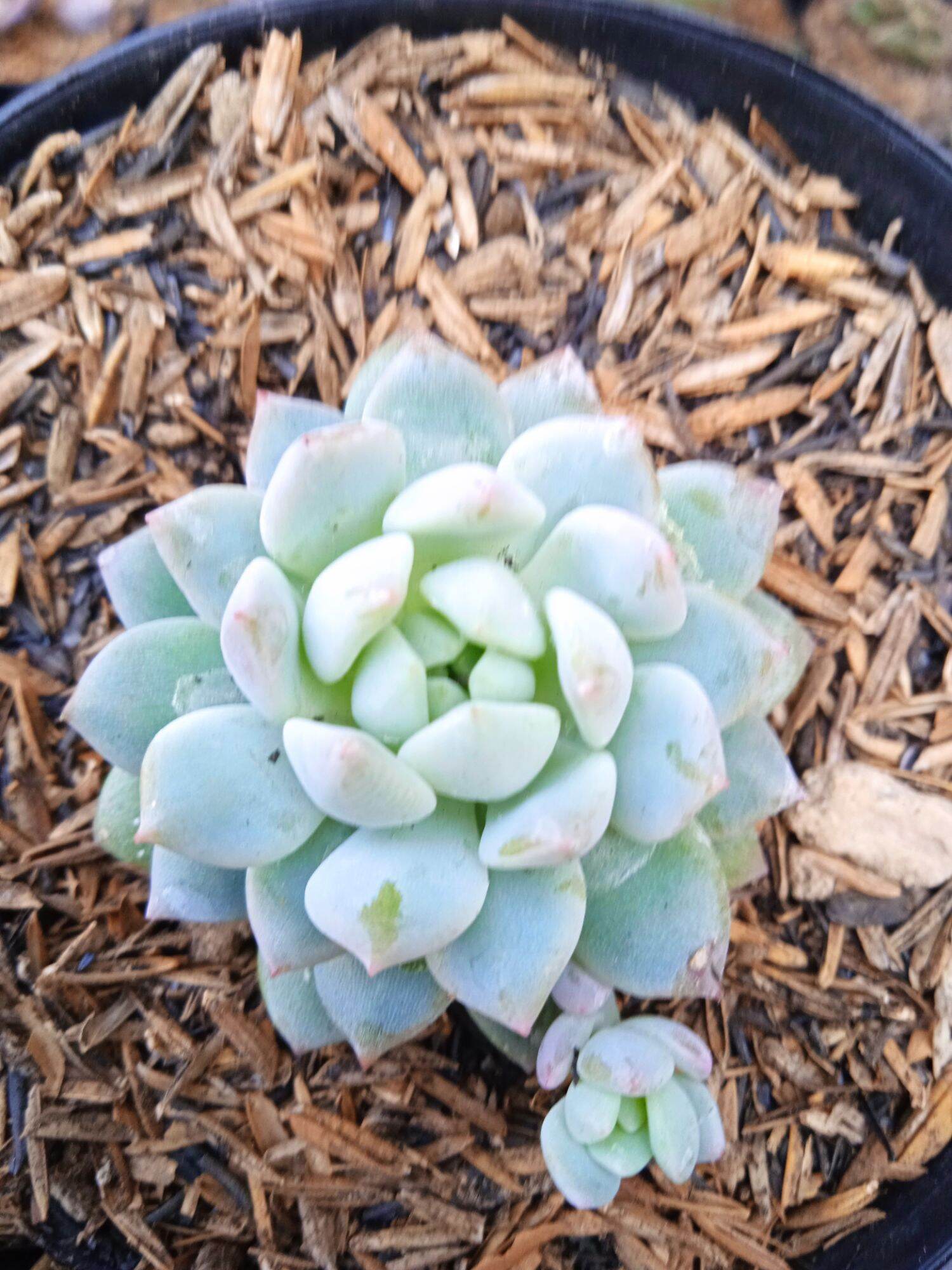 sukulen mini echeveria anting ratu (free pot hitam&media tanam ...
