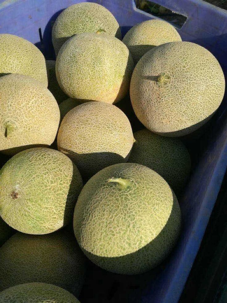 buah melon segar utuh | Lazada Indonesia