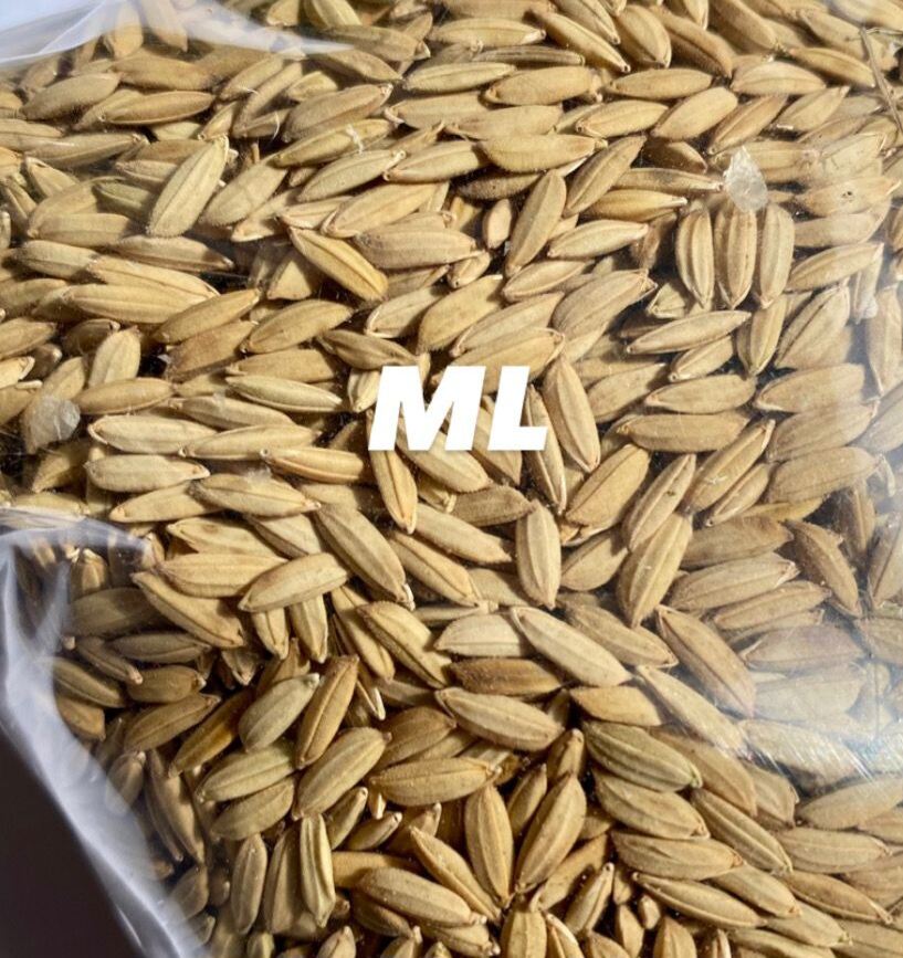 benih padi beras merah padi huma original super | Lazada Indonesia