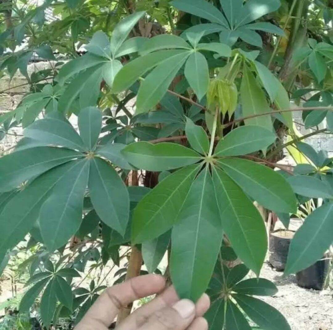 jual daun randu daun kapuk per 1.kg | Lazada Indonesia