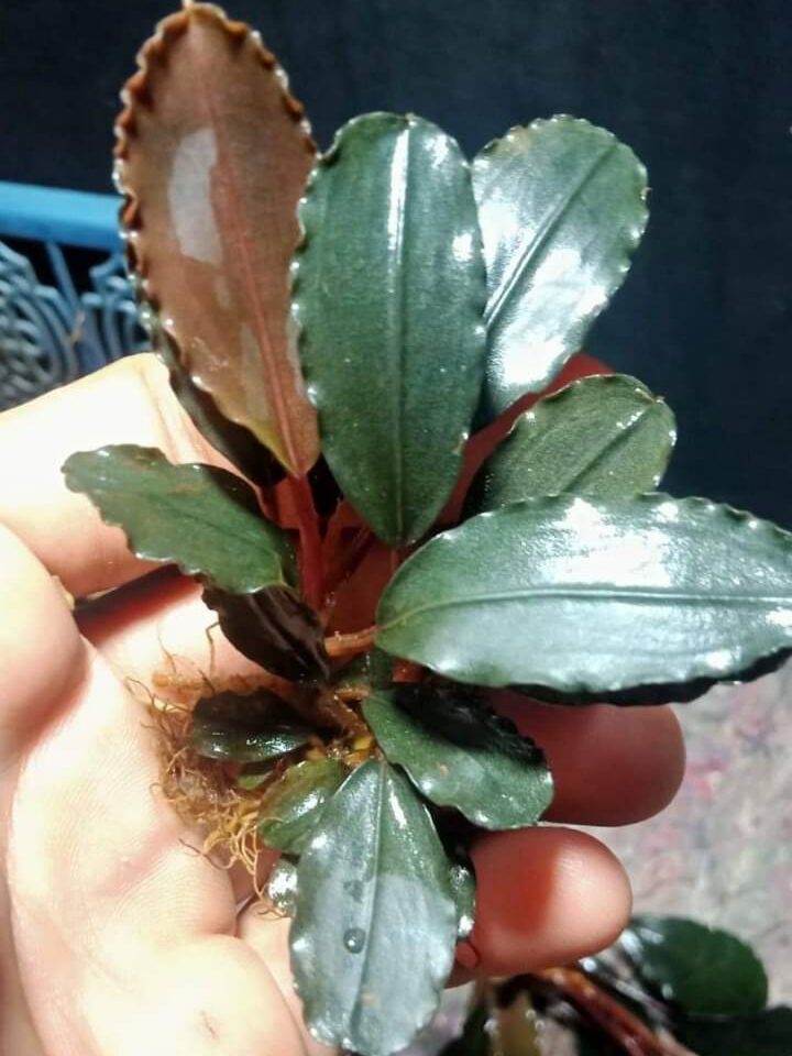 Bucephalandra Blue Diamond | Lazada Indonesia