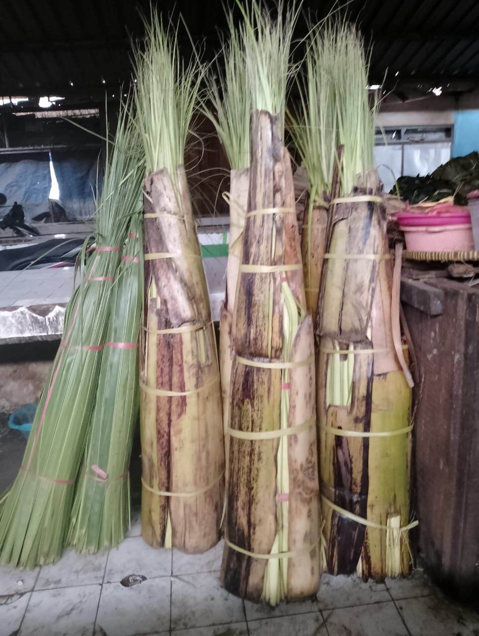 20 Biji Daun Kelapa Muda/Janur Kuning Kelapa Muda | Lazada Indonesia