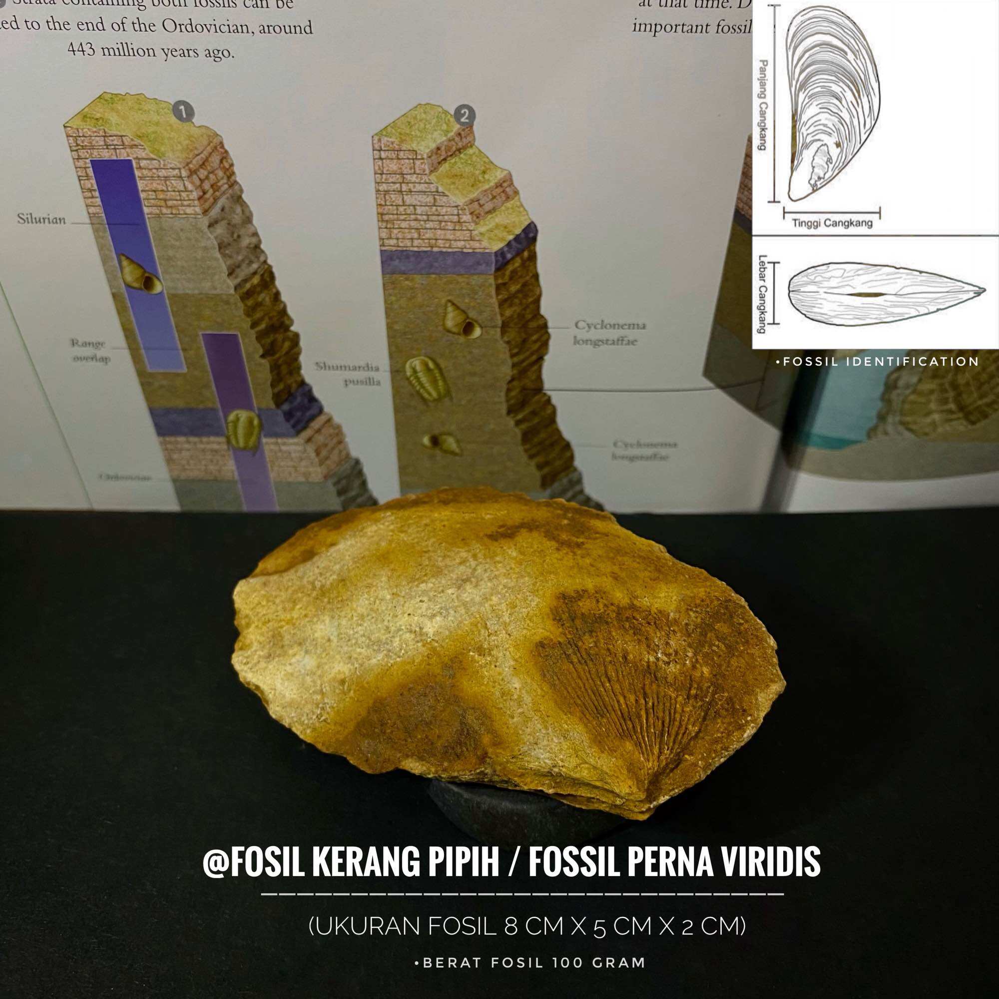 Fosil Kerang Pipih Natural B24 atau Fossil Perna Viridis atau Fosil ...