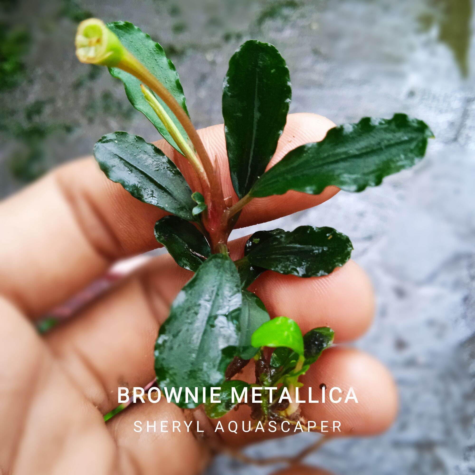 Bucephalandra Brownie Neo Tanaman Aquascape | Lazada Indonesia