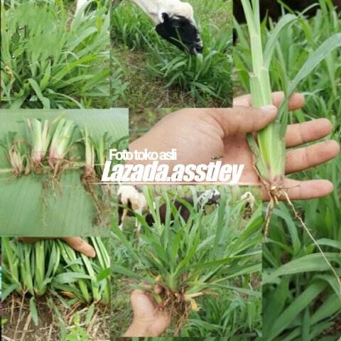 Bibit rumput Satria Atau Demplot 1 Kg | Lazada Indonesia