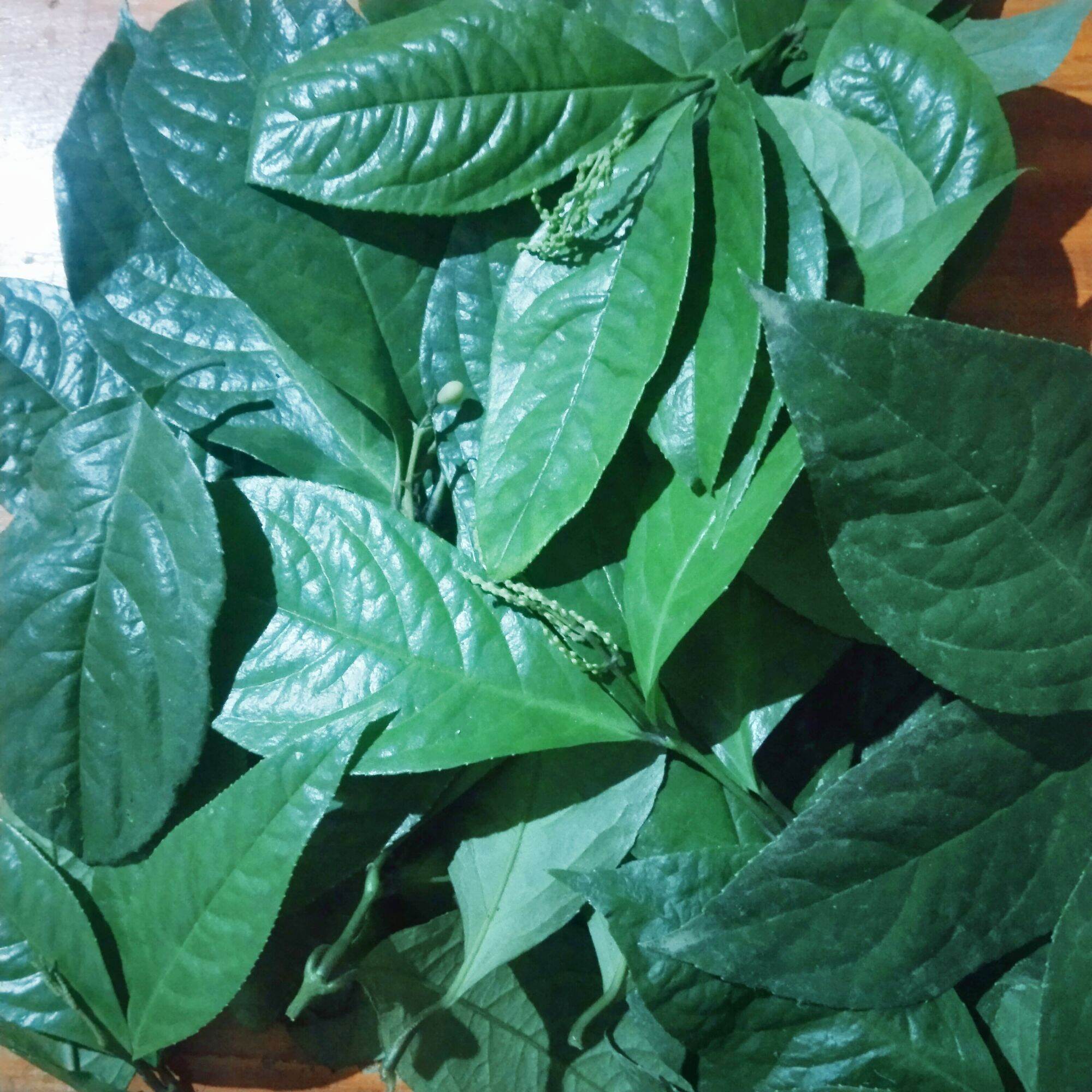 Daun Keras Tulang Segar Fress per 1kg | Lazada Indonesia