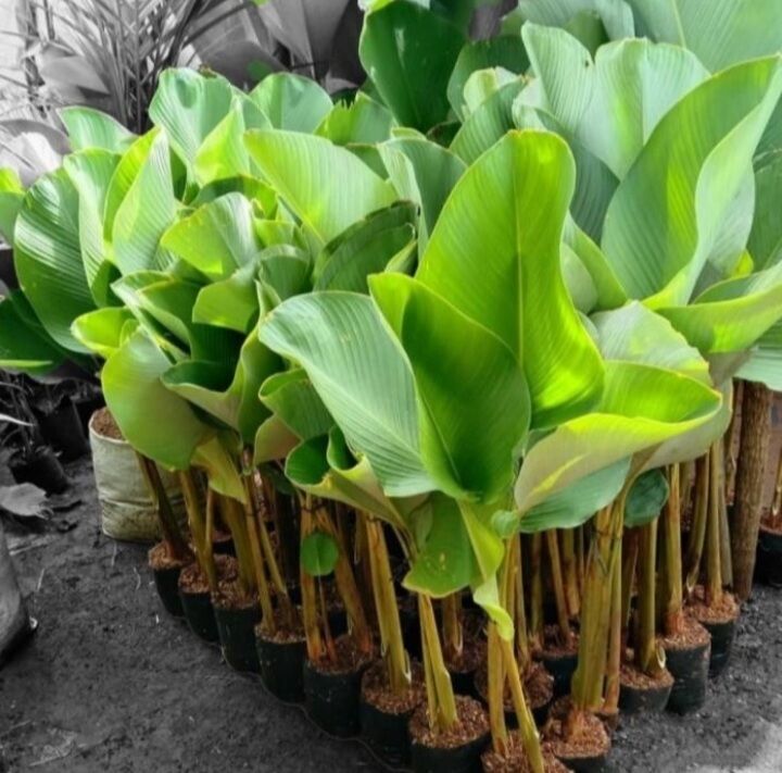 tanaman hidup pisang calathea lutea - tanaman hias pisang bedak ...