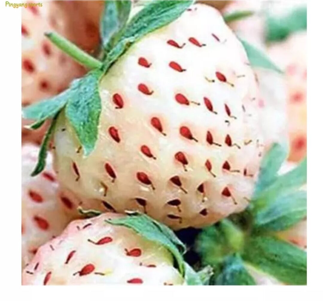Benih Biji Buah Strawberry Putih | Lazada Indonesia