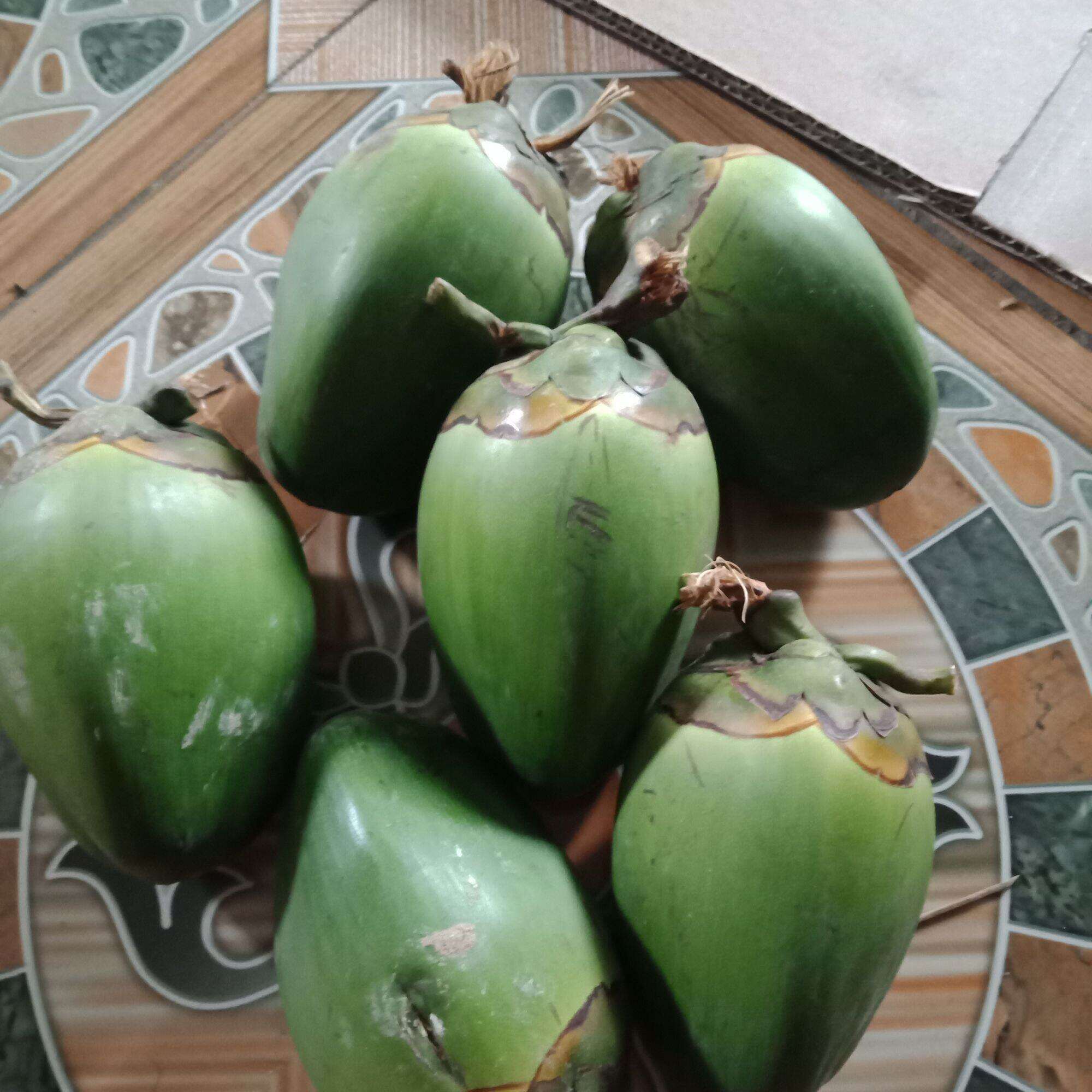 Tembuluk Bakak Kelapa Segar Obat Diabetes Kencing Manis 6 Pcs | Lazada ...