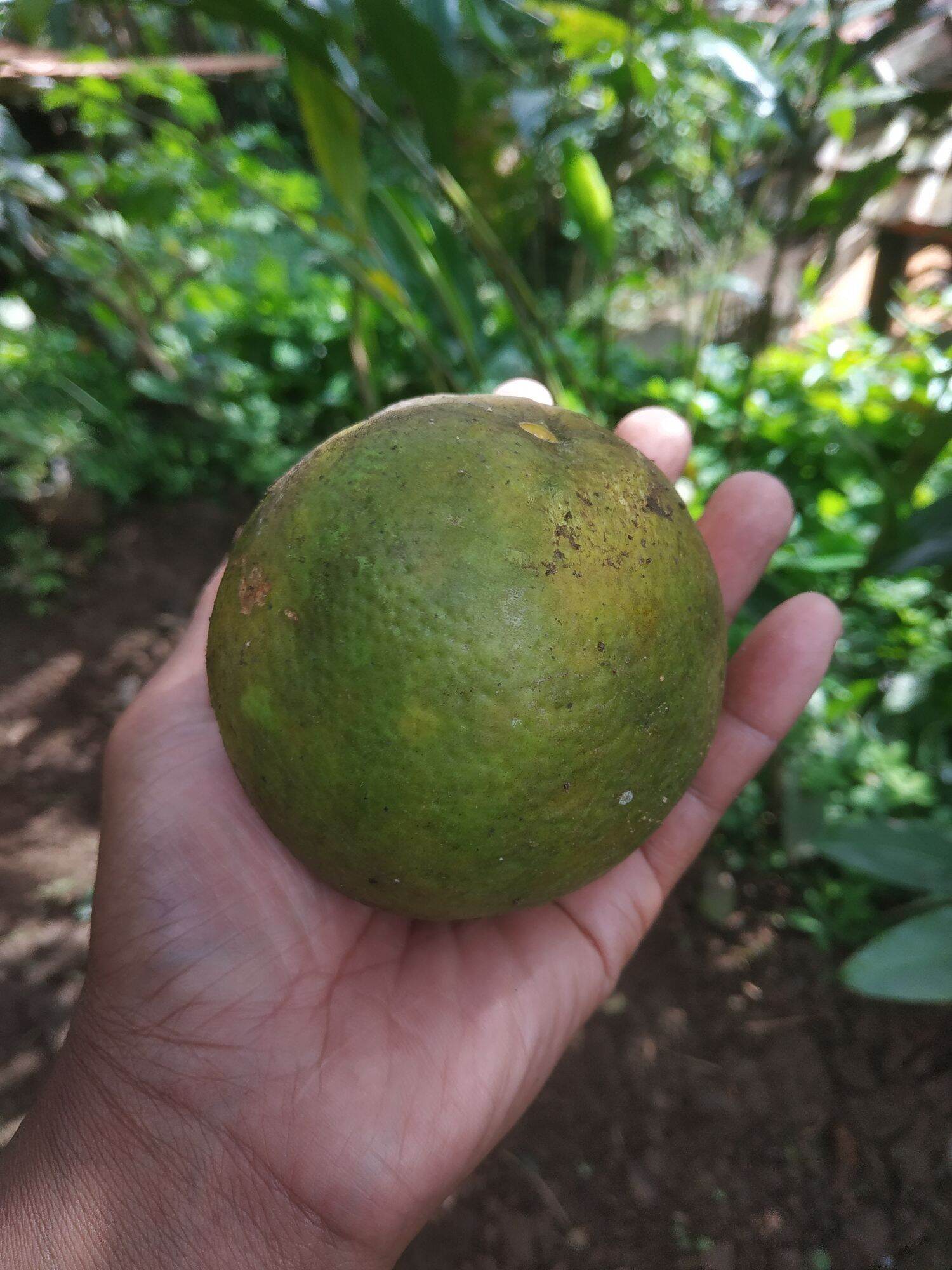 Buah jeruk garut 1kg | Lazada Indonesia