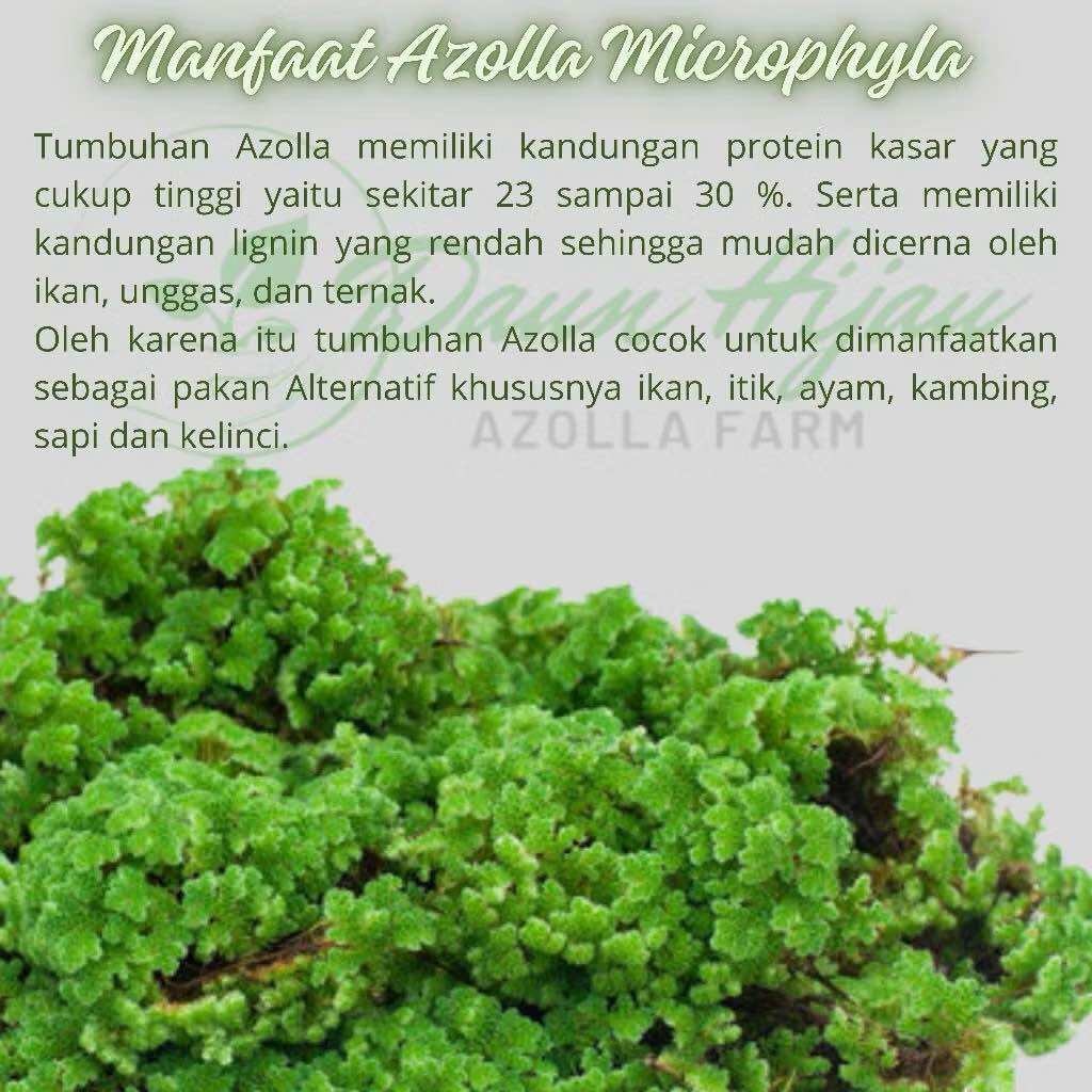 Azolla Microphylla 1Kg Bibit Indukan Cepat Berkembang Budidaya & Pakan ...