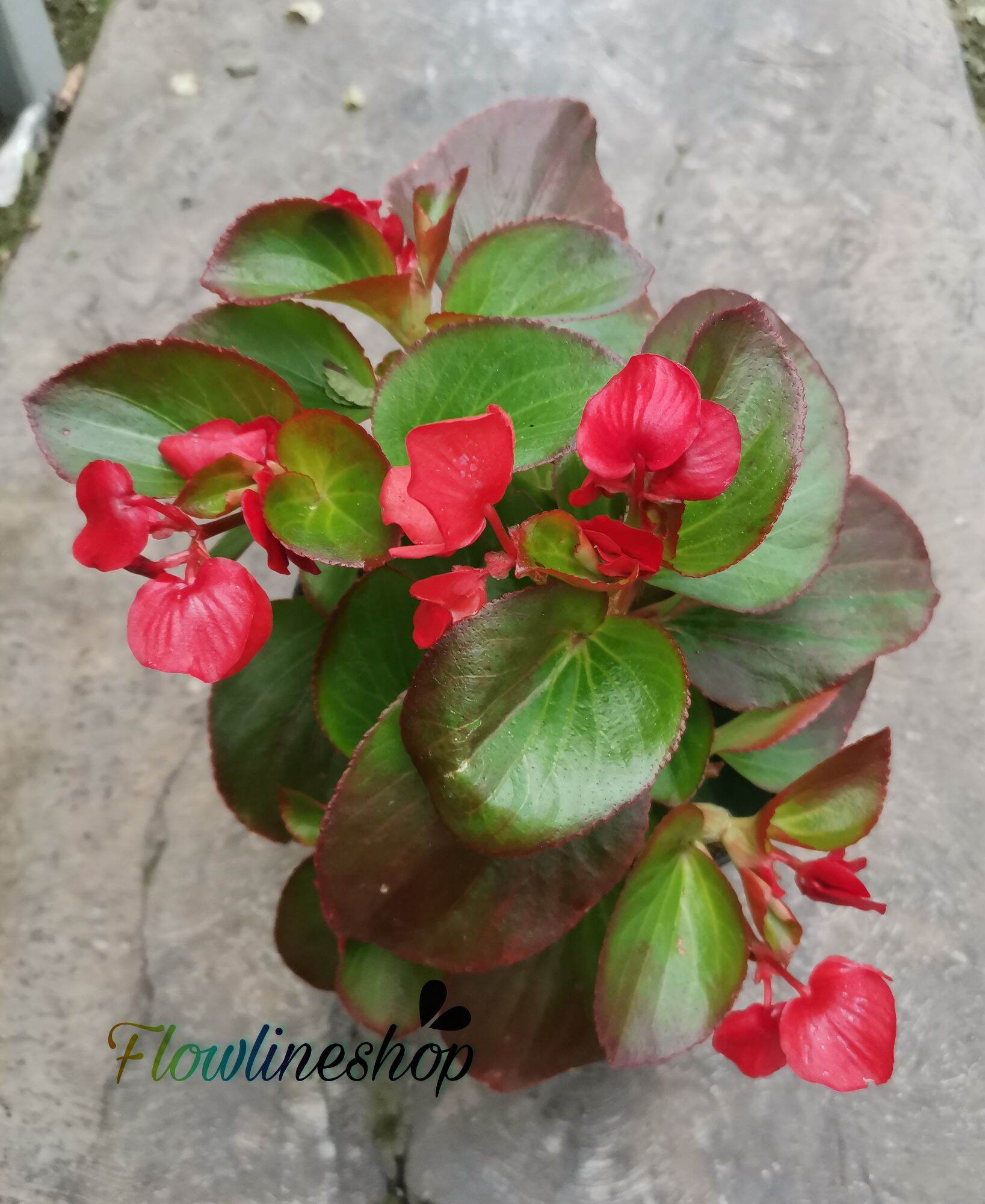 tanaman hias edible flower begonia Bali lilin bunga merah | Lazada ...