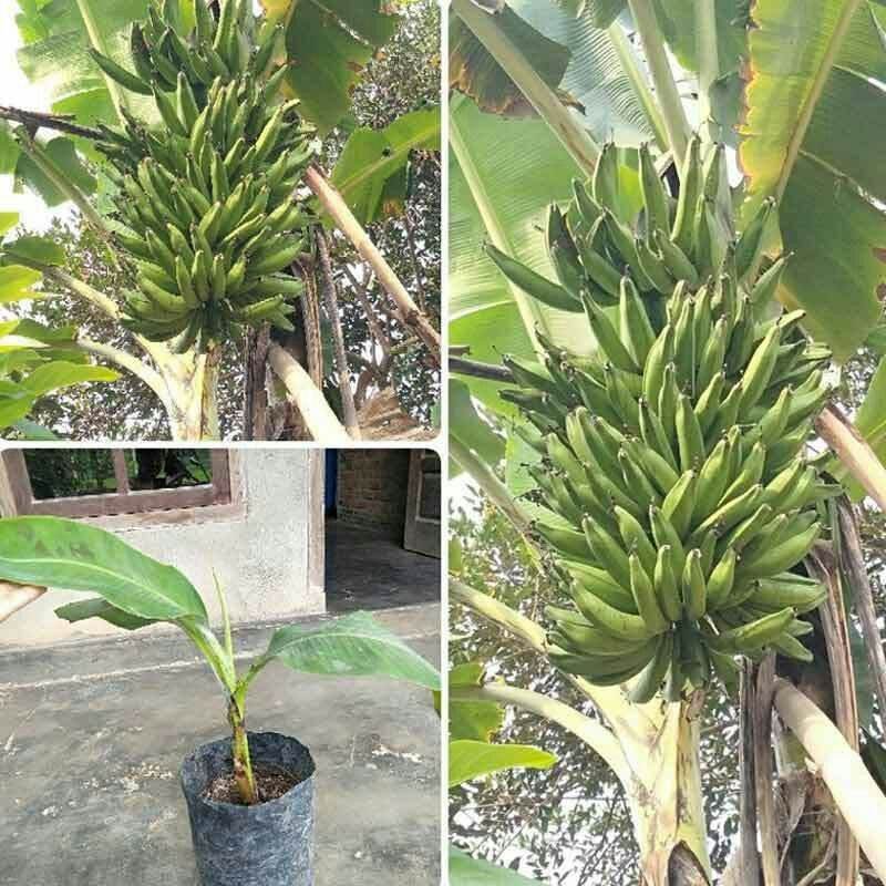 BIBIT PISANG KAPAS / BAWEN JUMBO+PUPUK METAN TS IMPORT | Lazada Indonesia