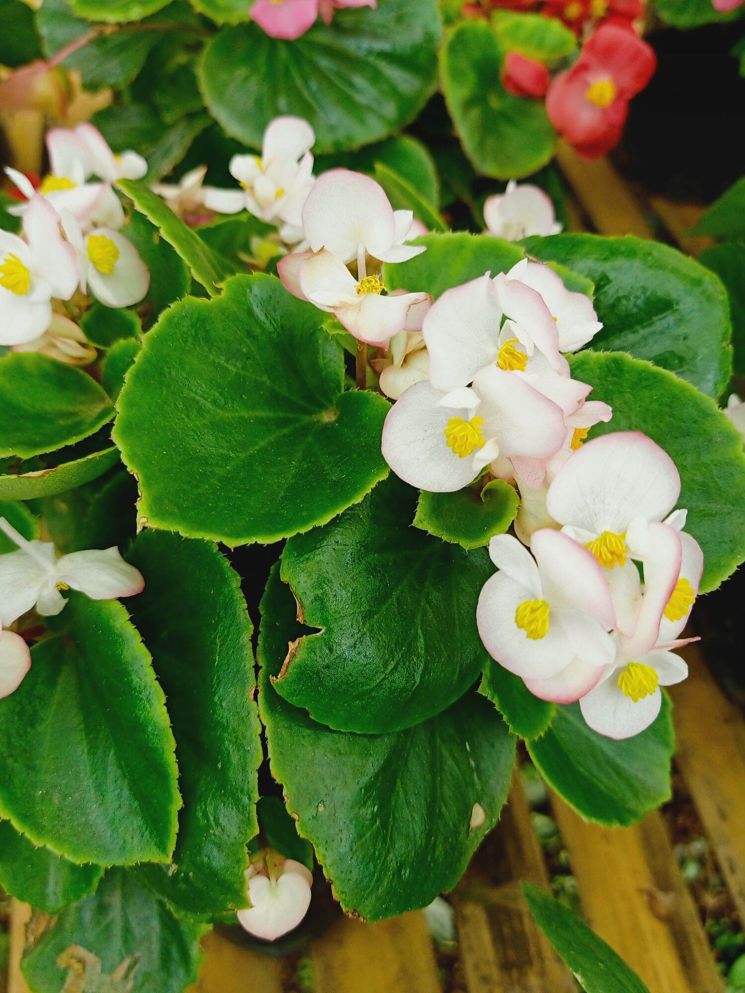TANAMAN HIAS BEGONIA VOLCANO | BEGONIA BALI | Lazada Indonesia