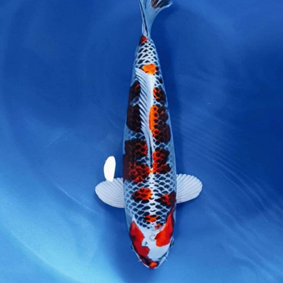 Ikan Komet Slayer Hitam
