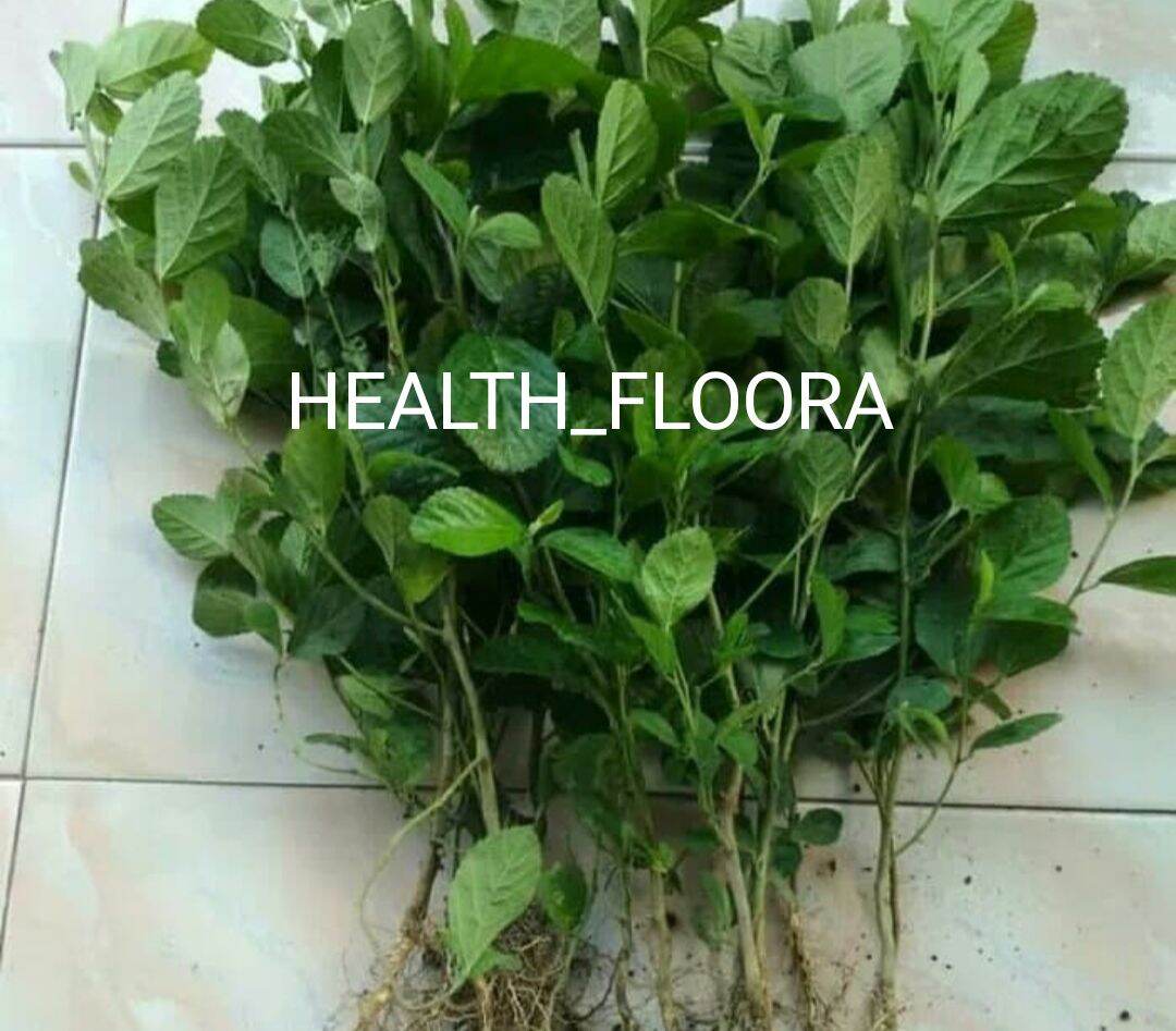 DAUN SADAGORI JANTAN SEGAR | Lazada Indonesia