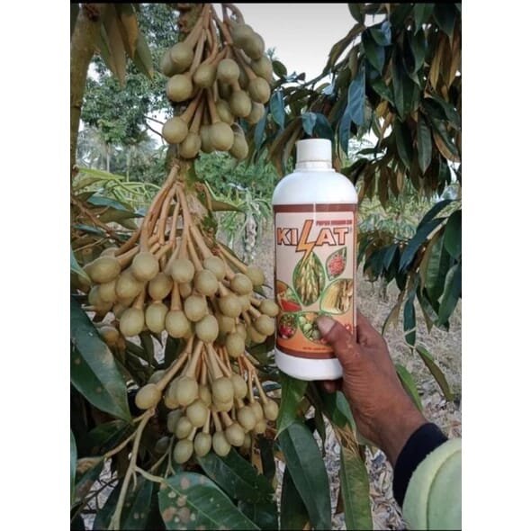 Pupuk Pelebat Buah Organik Cair KILAT mengandung hormon. isi 1 liter ...