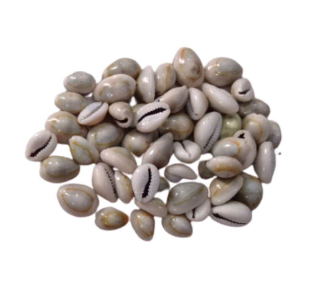 Kerang Asli Untuk Biji Dakon Congklak Isi 50 pcs | Lazada Indonesia