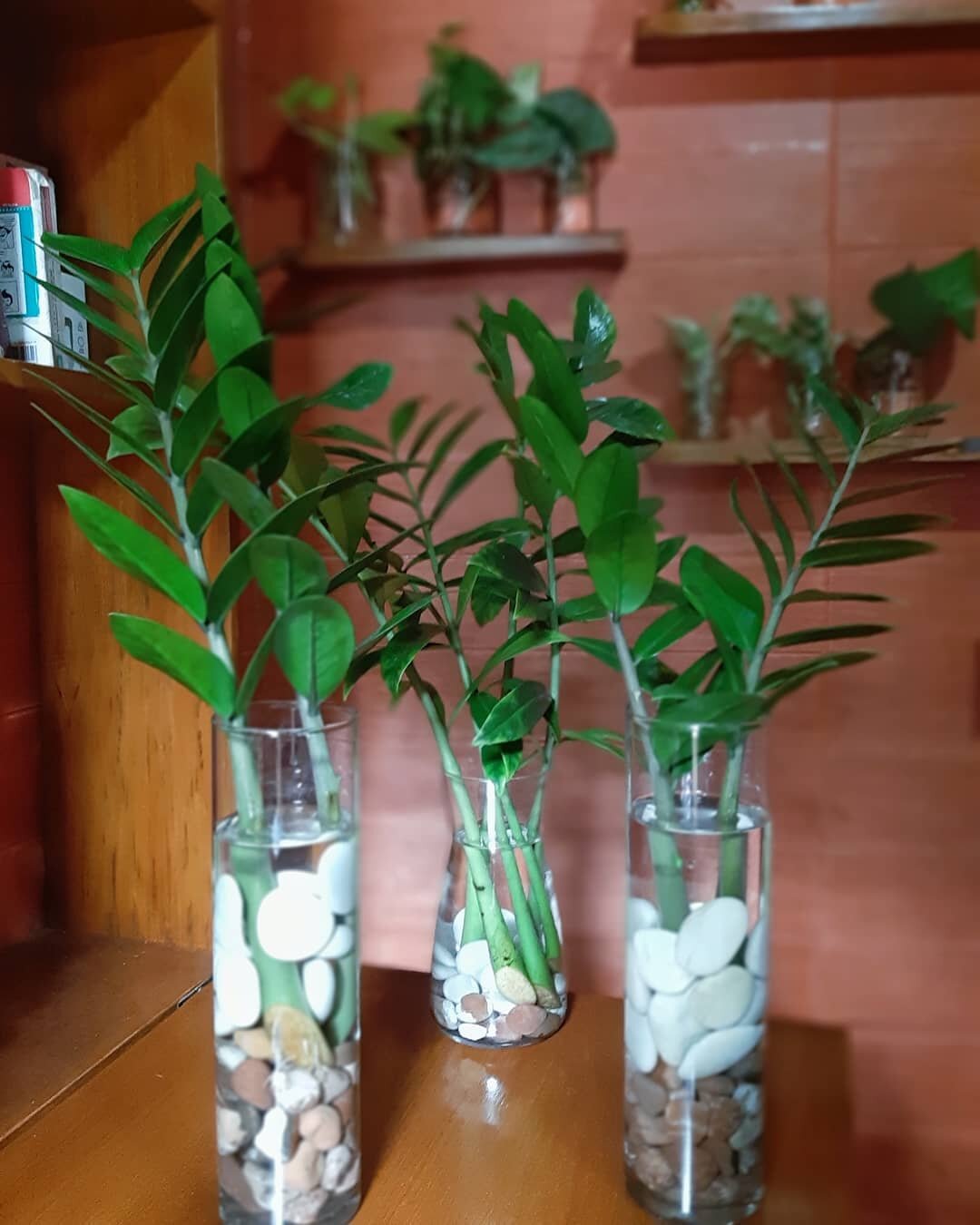 BISA COD tanaman yang bisa hidup di air - tanaman dolar zamia | Lazada ...