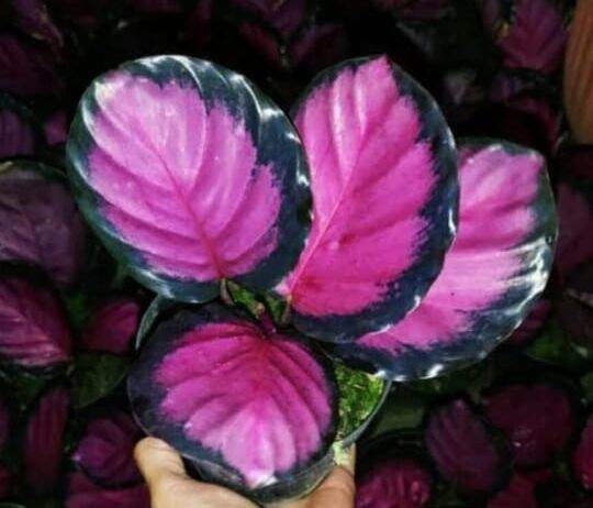 calathea kalatea calatea crimson tanaman hias bunga | Lazada Indonesia