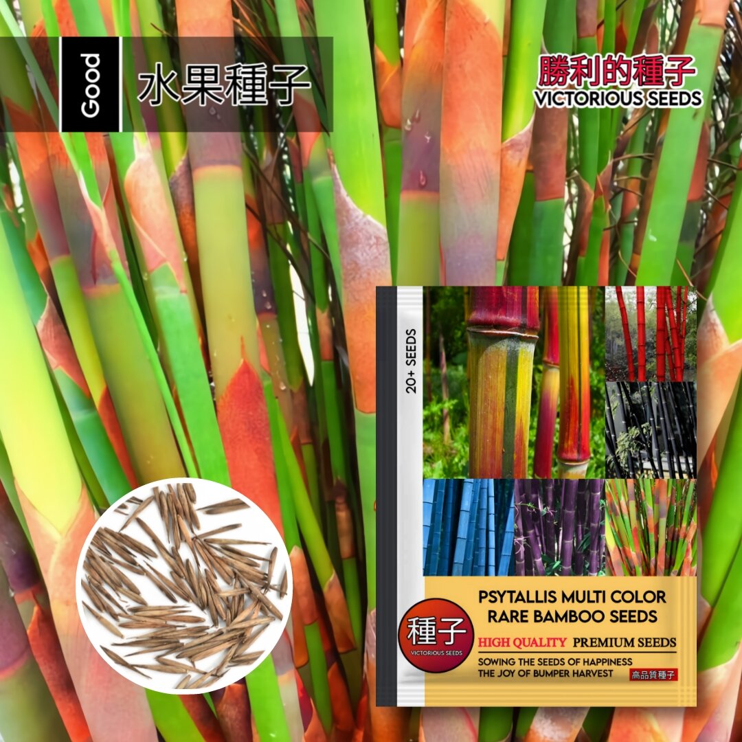 1 Pak (20 Biji) Benih Pohon Bambu Psytallis Mix Warna Kemasan Import ...
