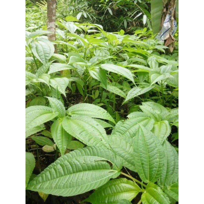 Daun Pohpohan Atau Lalapan Pohpohan Khas Sunda Sangat Bagus Untuk ...