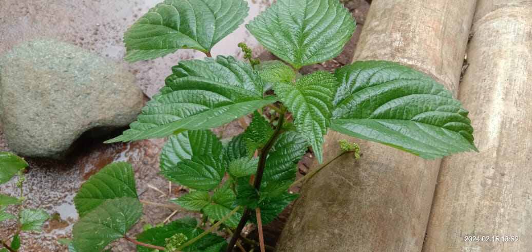 jual Jalatang segar atau daun Pulus 500grm murah | Lazada Indonesia