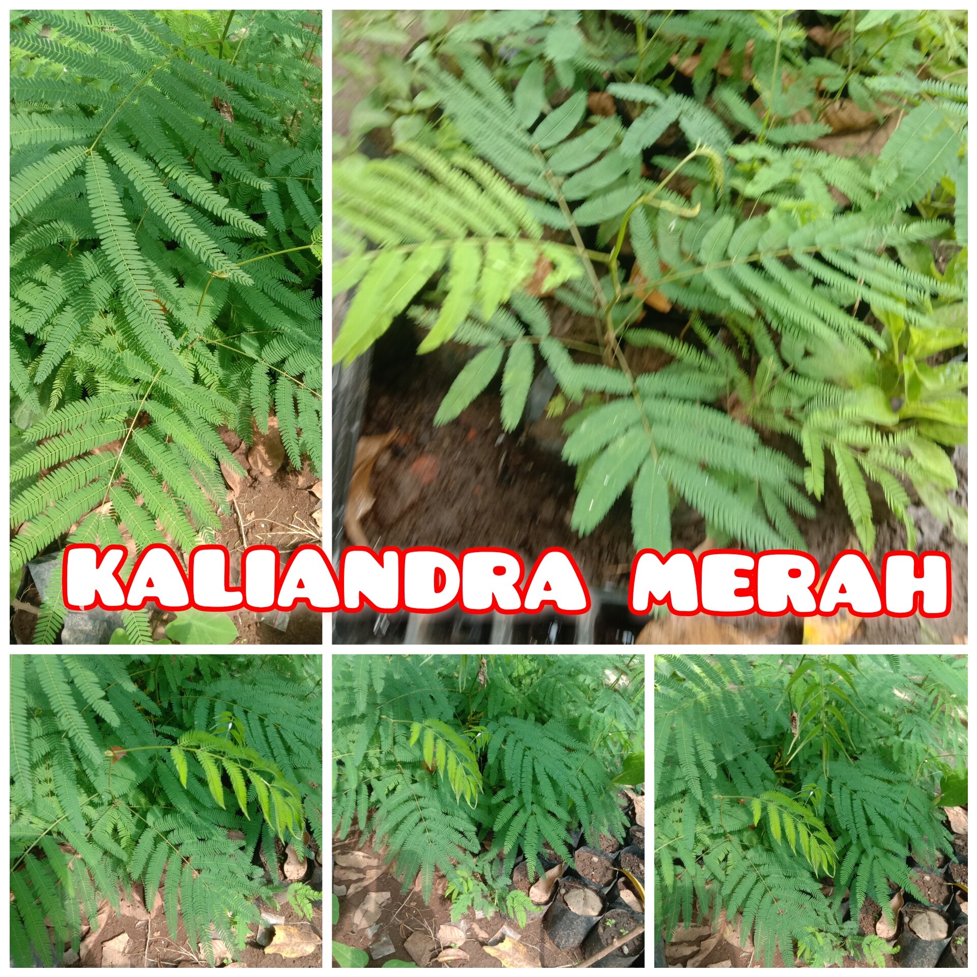 kaliandra Bibit kaliandra merah tinggi 15 cm an full akar siap tanam ...
