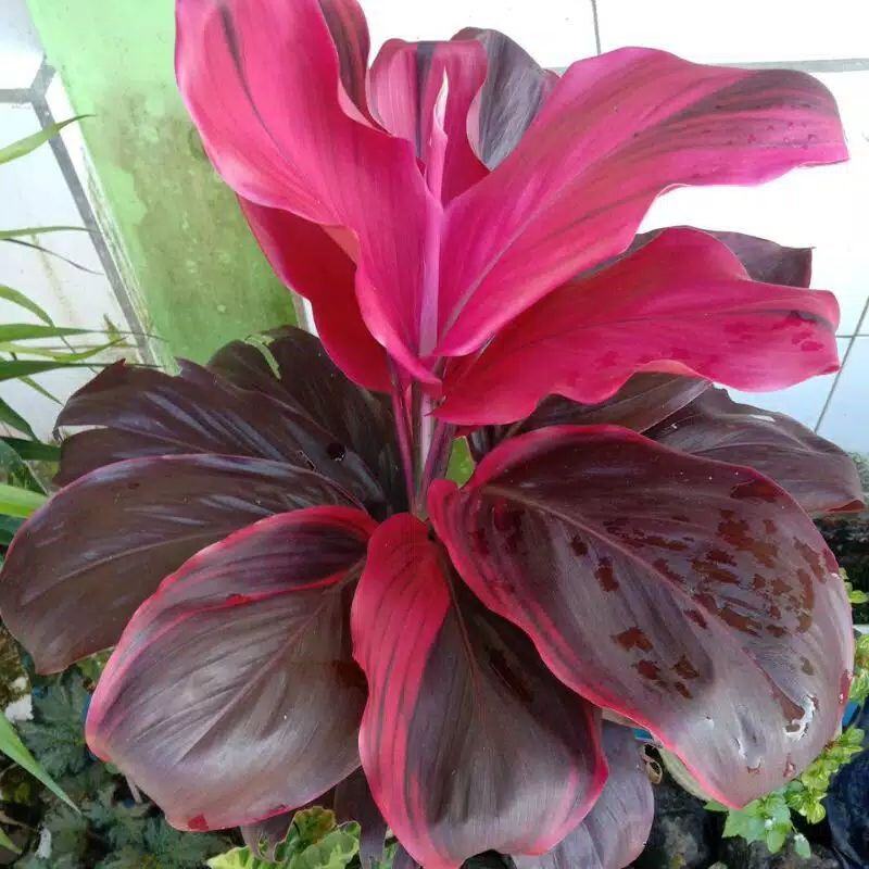 DAUN ANDONG / DAUN HANJUANG MERAH PER 10 LEMBAR | Lazada Indonesia