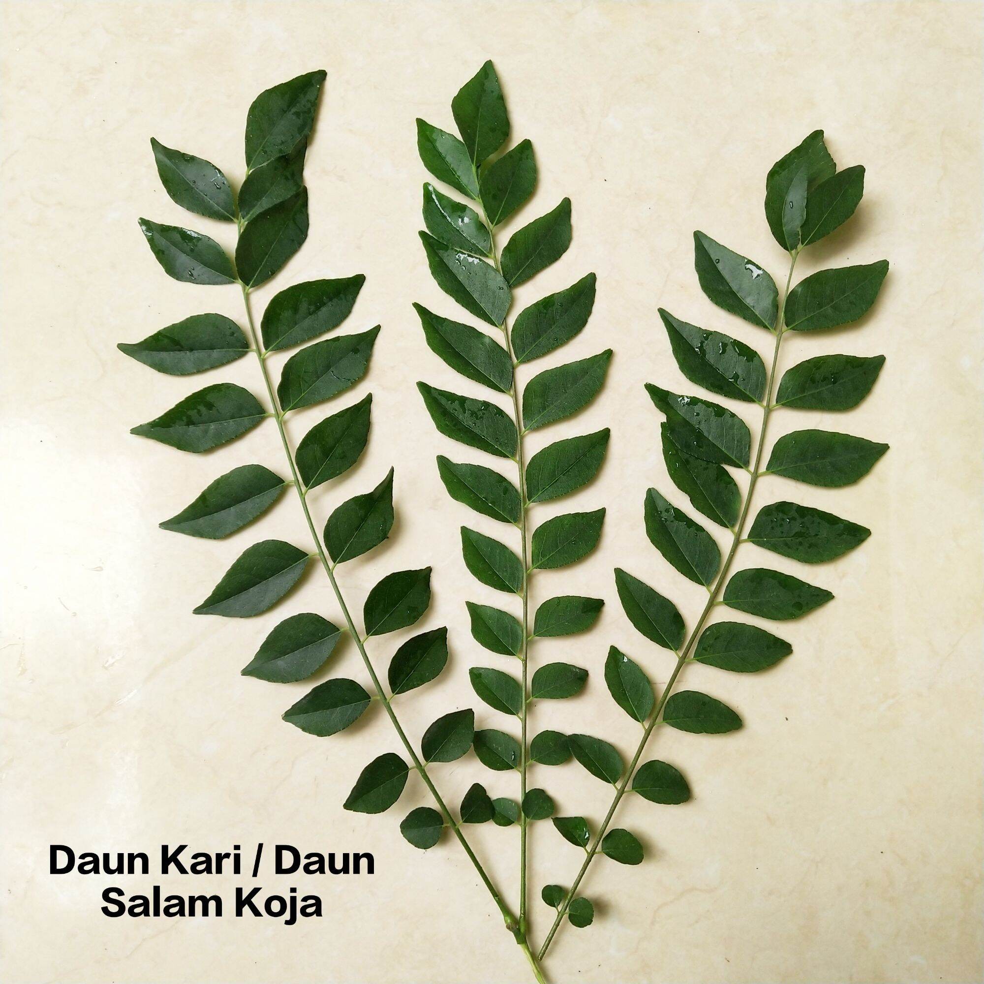 Daun Kari 3 batang / Daun Kare / Daun Salam Koja / Daun kari untuk ...