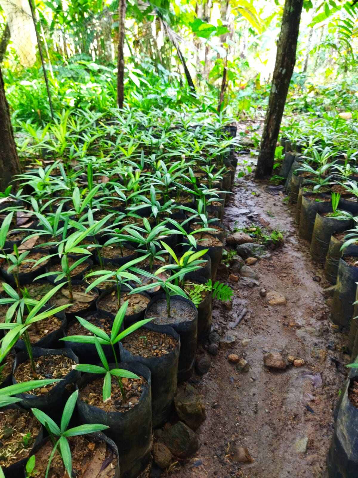 READY BIBIT JERNANG SUPER DRAGON BLOOD 50 BATANG | Lazada Indonesia