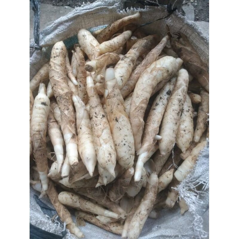 Umbi Garut Segar Herbal Lambung 1kg | Lazada Indonesia