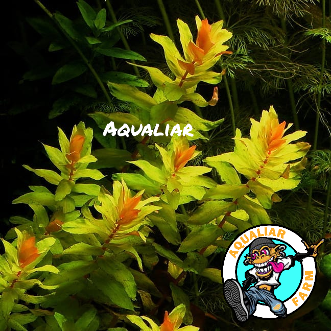 Rotala macrandra green tanaman aquascape | Lazada Indonesia