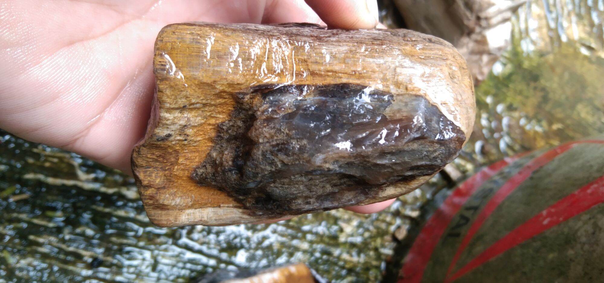 fosil kelor tompel kristal unik | Lazada Indonesia