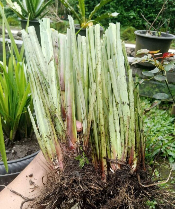 Bibit Rumput Satria Atau Demplot per 10 Pohon Buat Pakan Sapi Kerbau ...