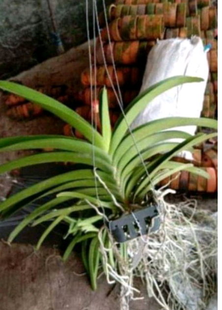 paket 3 anggrek vanda/panda anakan | Lazada Indonesia