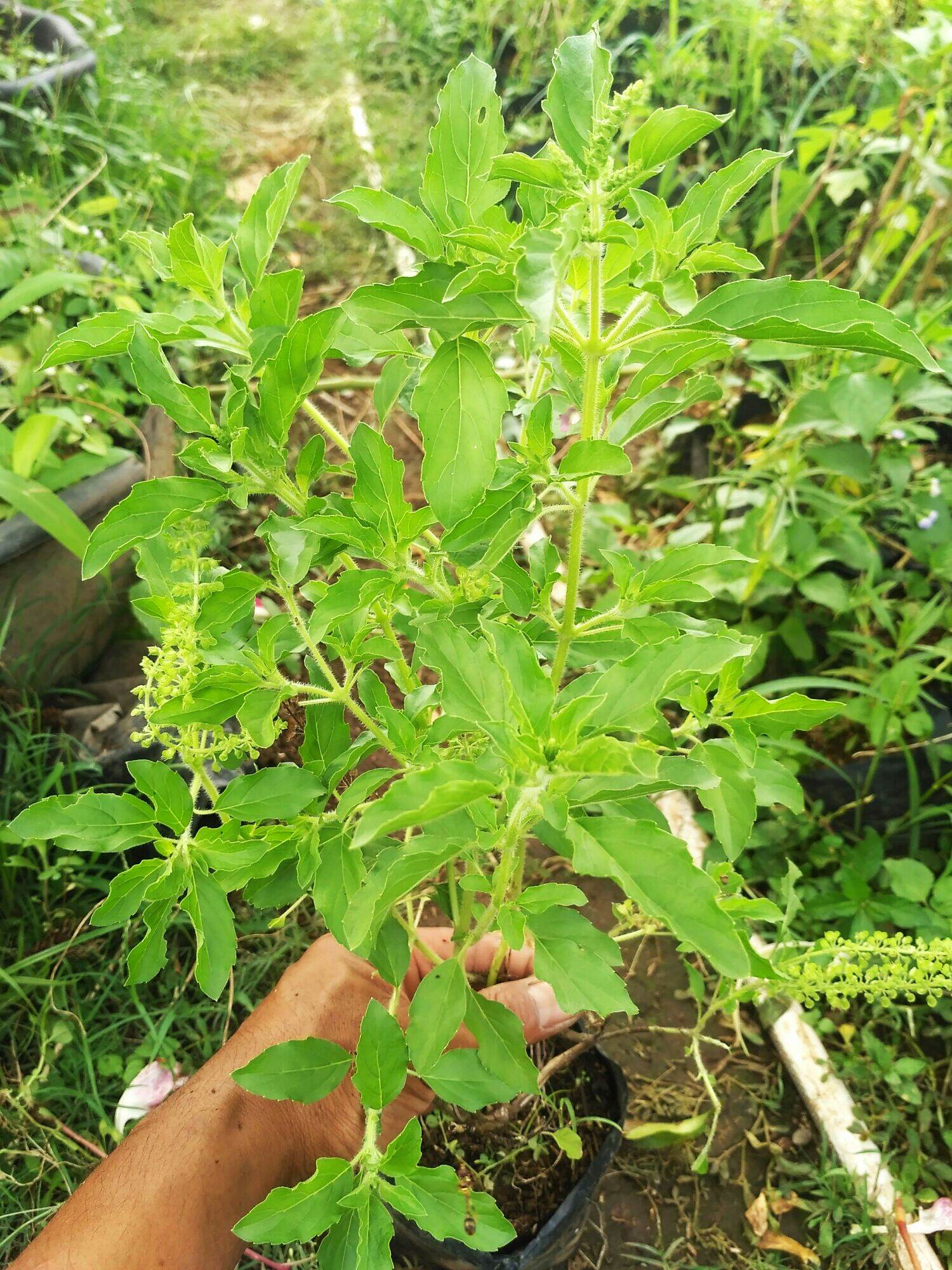 Bibit Tanaman Ruku Ruku Pohon Daun Ruku Ruku | Lazada Indonesia