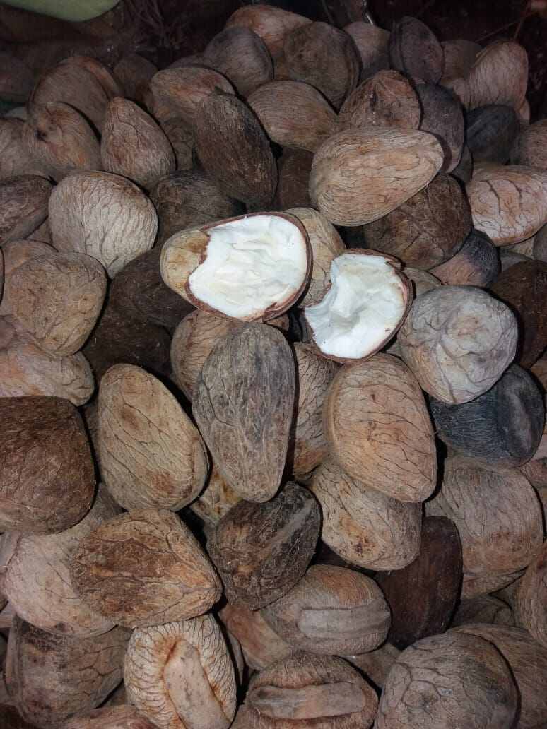 buah picung/kluak utuh | Lazada Indonesia