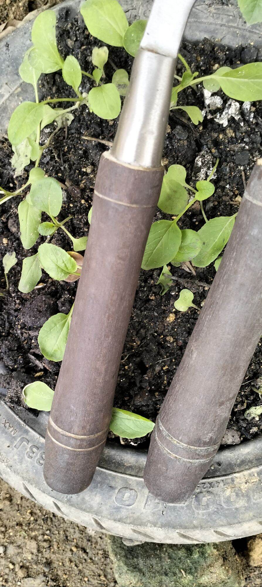 arit rumput asli Madura,bahan full baja,spek utk rumput dan ranting ...