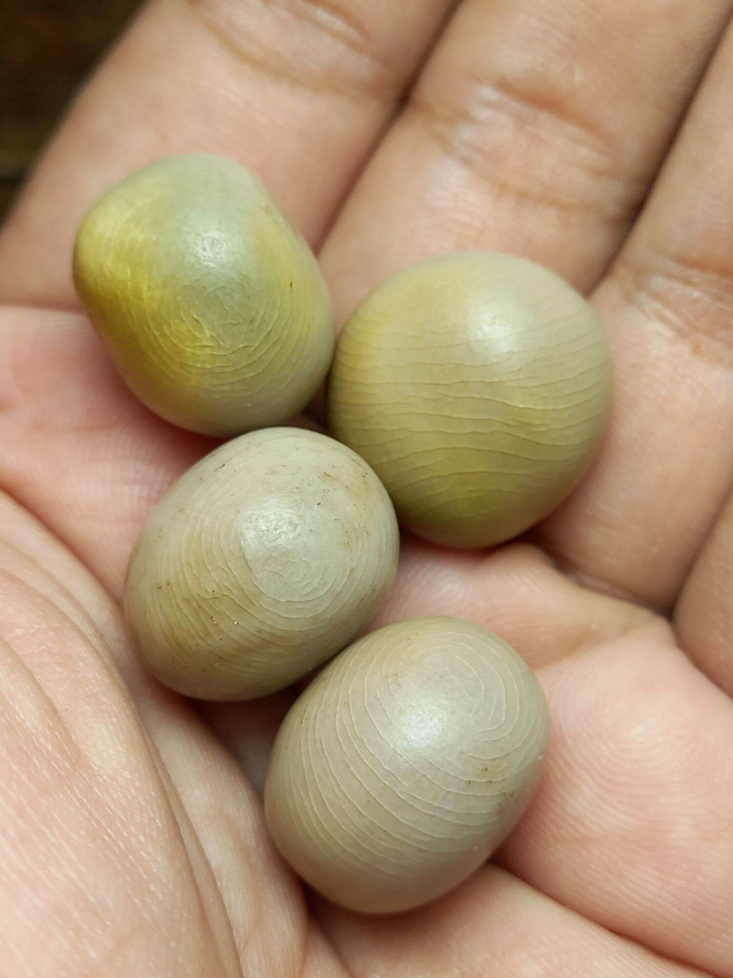 batu buah bambu puser bumi | Lazada Indonesia