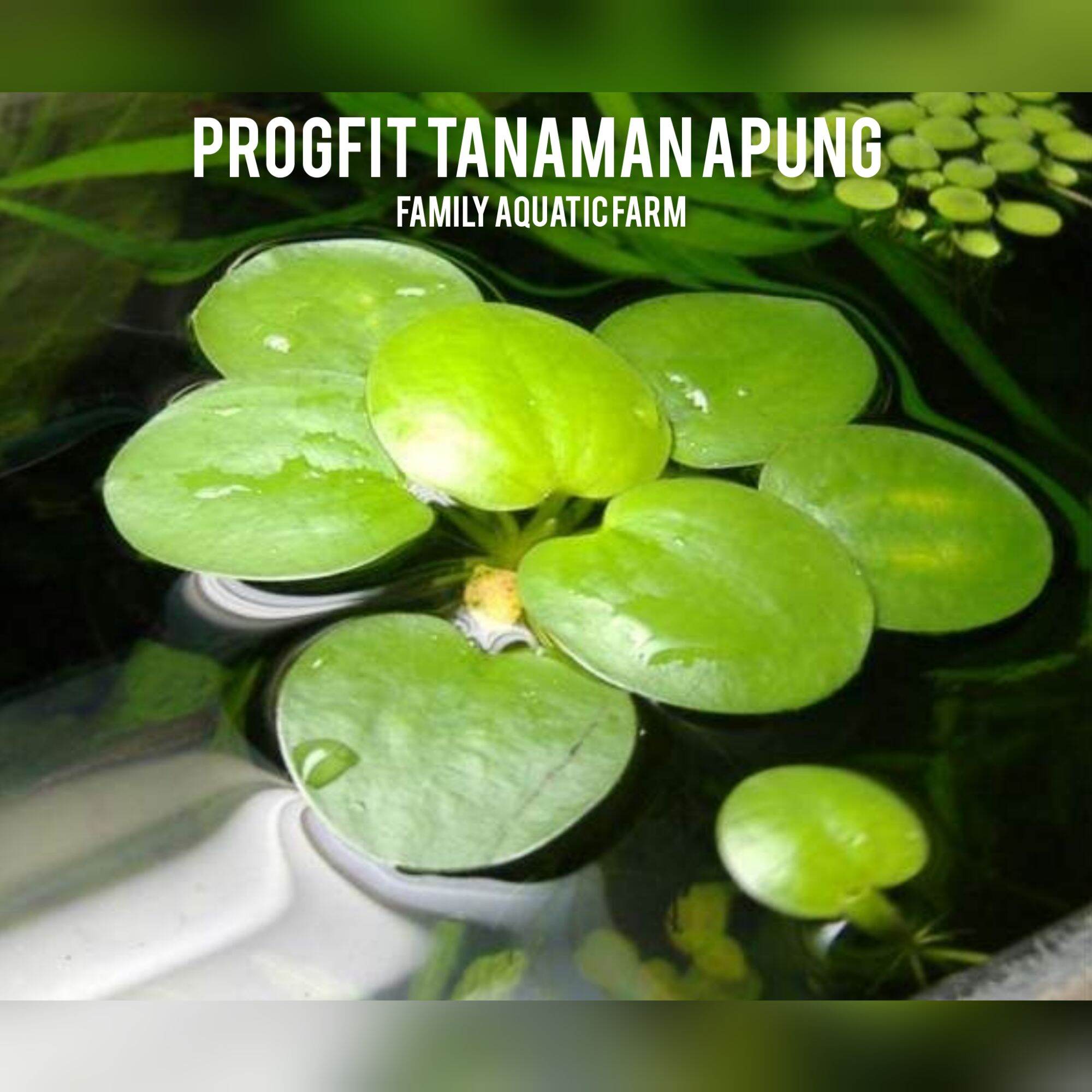 progfit tanaman apung per 10 rijum pengontrol racun dan zat besi dalam ...