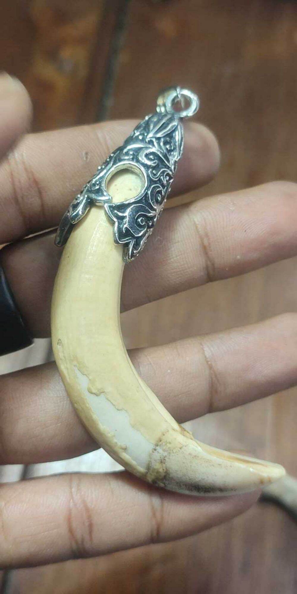 liontin taring babi hutan asli istimewa | Lazada Indonesia