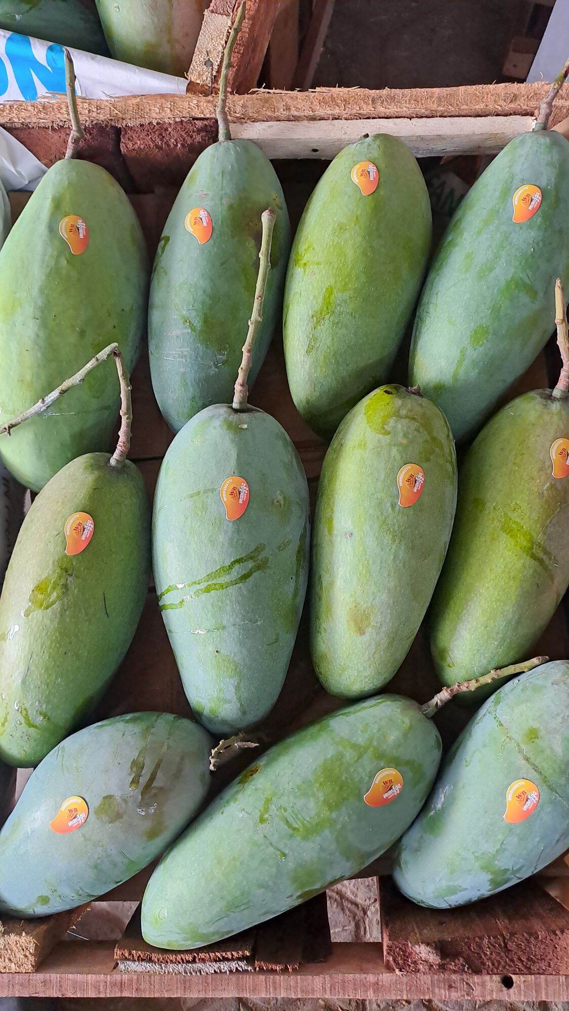 Mangga Kiojay / Mangga Thailand / Mangga Singnangwang | Lazada Indonesia