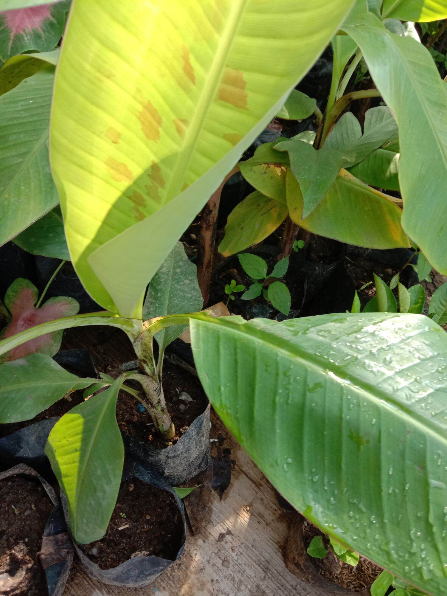 Bibit buah pisang raja nangka rasa manis tinggi 20 cm | Lazada Indonesia