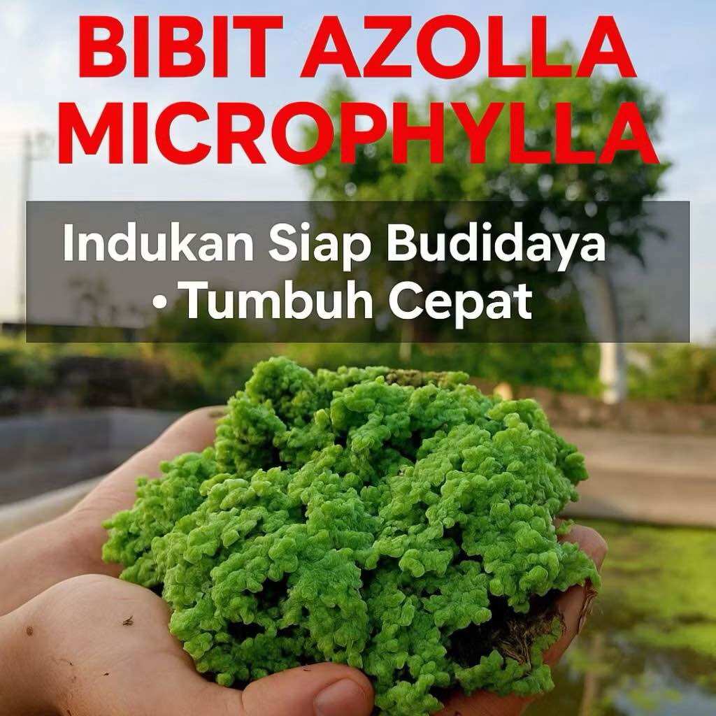 Azolla Microphylla 1Kg Bibit Indukan Cepat Berkembang Budidaya & Pakan ...